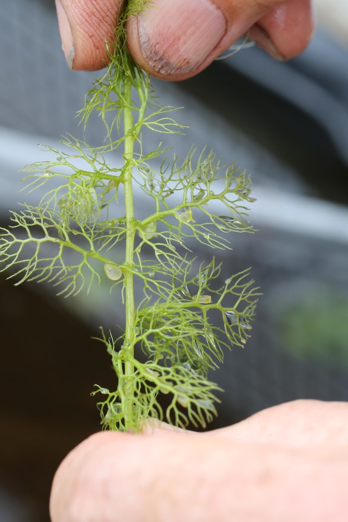 Les plantes carnivores des forêts du Nord | Radio-Canada