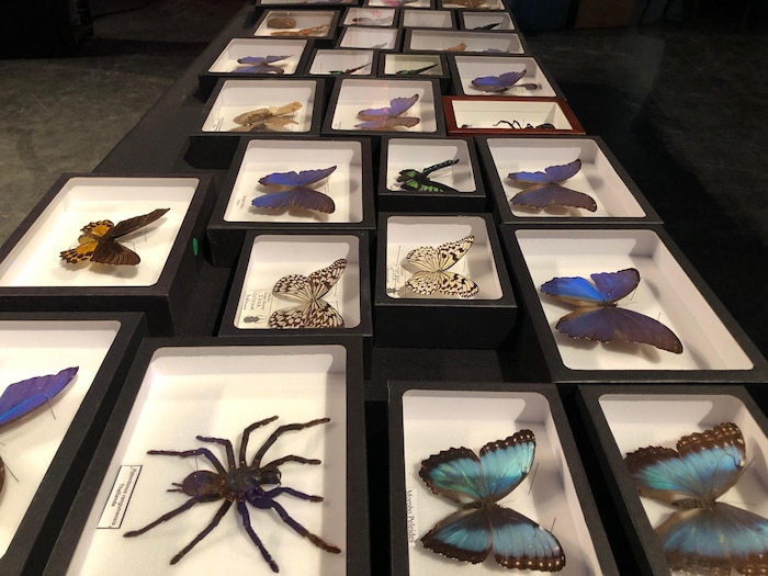 Des insectes et un homme : rencontre avec Georges Brossard | Radio-Canada