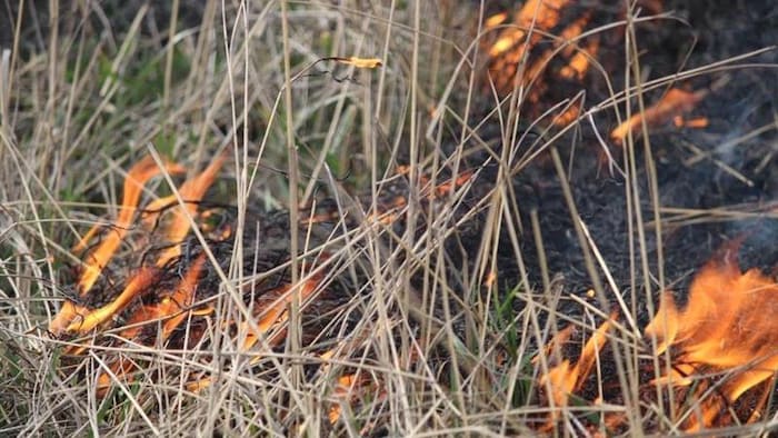 8 choses à comprendre sur les feux de forêt | Radio-Canada