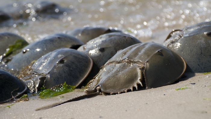 Les limules, des « fossiles vivants » vitaux pour la sécurité des ...