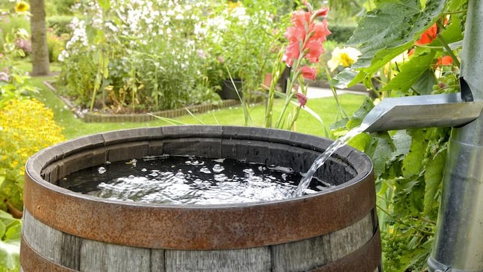 Le tonneau de pluie : un récipient important à Calgary alors que la ...