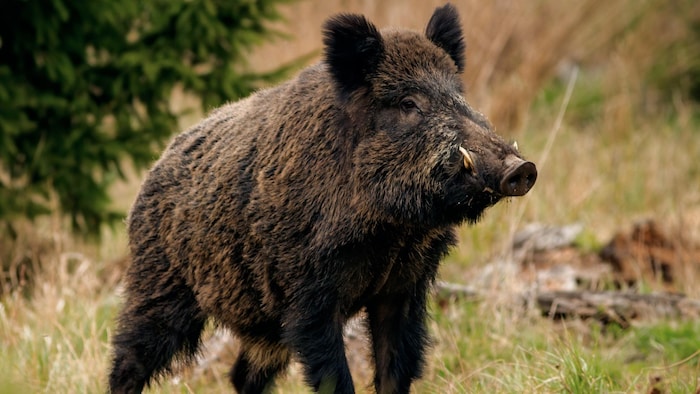 Des sangliers en Estrie? Rares, mais possible | Radio-Canada