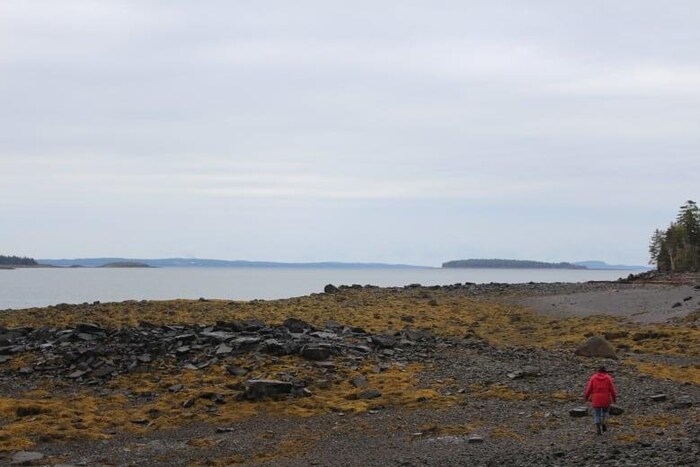 Des microplastiques dans des mollusques de la baie de Fundy | Radio-Canada