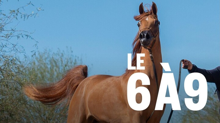 Le cheval arabe en vedette dans une compétition nationale à Brandon ...
