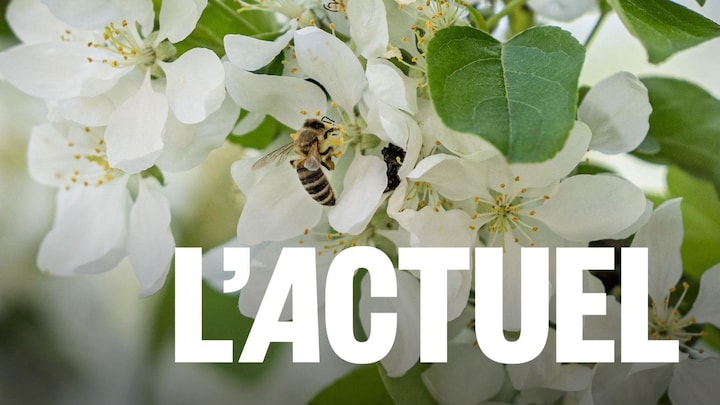 Les insectes changent de comportement pour survivre en hiver | OHdio ...