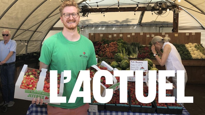 La saison des fraises « a commencé en plein essor » aux Jardins St-Léon ...