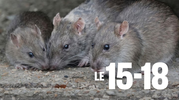 Des rats indésirables dans un quartier de Montréal | OHdio | Radio-Canada