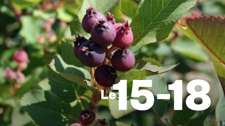Mieux connaître les savoureux fruits qui poussent sur notre territoire ...
