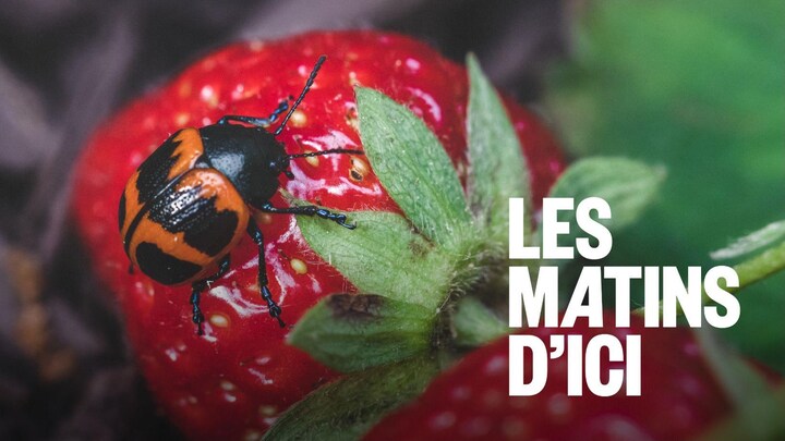 Un filet pour réduire les pesticides dans la culture de petits fruits ...