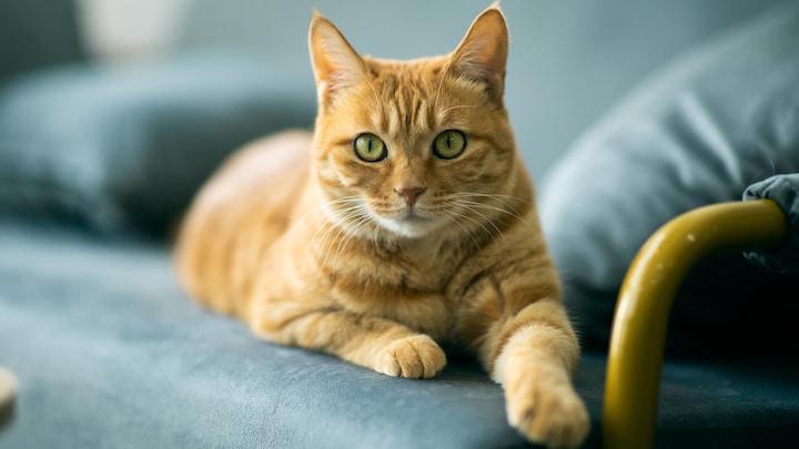 Est-ce que les chats ont neuf vies? | OHdio | Radio-Canada