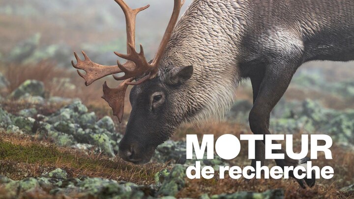 Les caribous femelles et leur mystérieux panache | OHdio | Radio-Canada