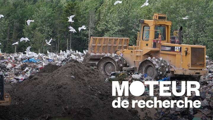 Plein d’animaux se nourrissent au dépotoir, à grand risque | OHdio ...