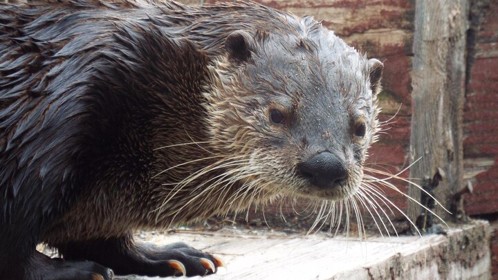 Réouverture du Centre de la biodiversité du Québec samedi | OHdio ...