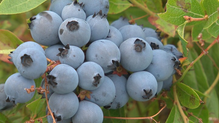 Le bleuet sauvage à un prix historiquement bas cette année | OHdio ...