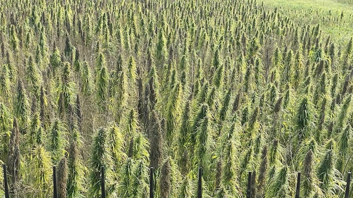 Le chanvre, une culture prometteuse en Abitibi-Témiscamingue | OHdio | Radio-Canada