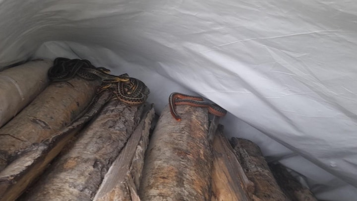 Vous apercevez une couleuvre? Amphibia-Nature veut le savoir! | OHdio ...