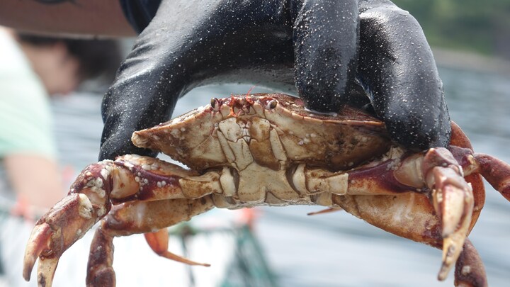 Le crabe est-il la forme ultime de l’évolution des crustacés? | OHdio ...
