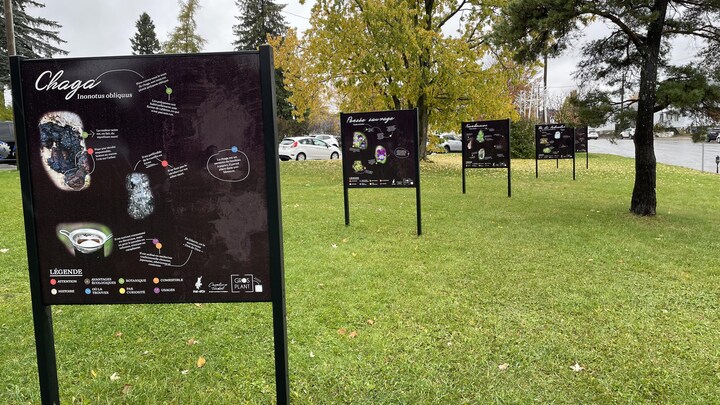 L'art des végétaux par Caroline Trudel | OHdio | Radio-Canada