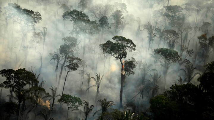 La forêt amazonienne émet plus de CO2 que sa capacité d'absorption ...