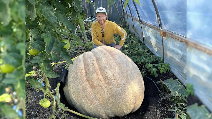 Un Rimouskois veut remporter le concours de la plus grosse citrouille ...