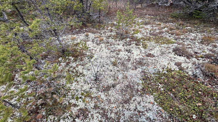 L’importance du lichen | OHdio | Radio-Canada