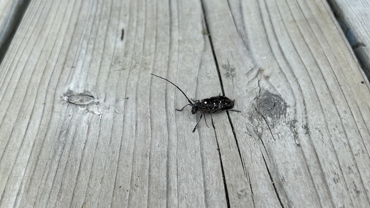 Après les chenilles et les mouches, la forte présence des barbeaux ...