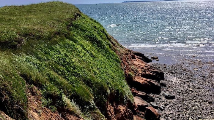 Le myrique des îles à la conquête des dunes | OHdio | Radio-Canada