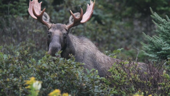 Une chasse à l’orignal permissive cette année | OHdio | Radio-Canada
