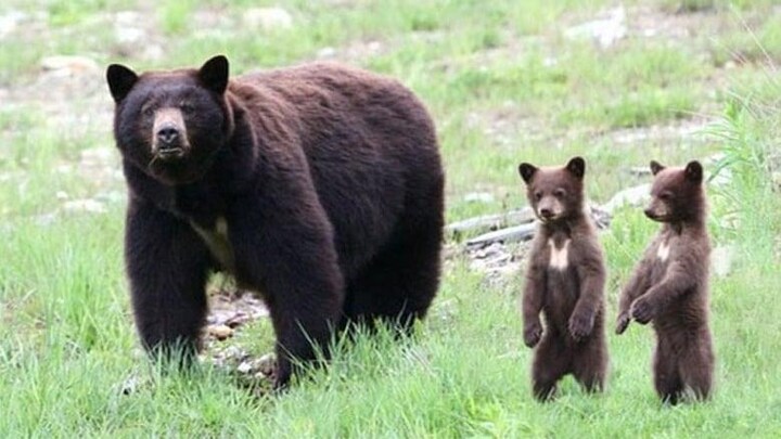 Le trafic d’animaux sauvages : commerce lucratif insoupçonné ? | OHdio ...