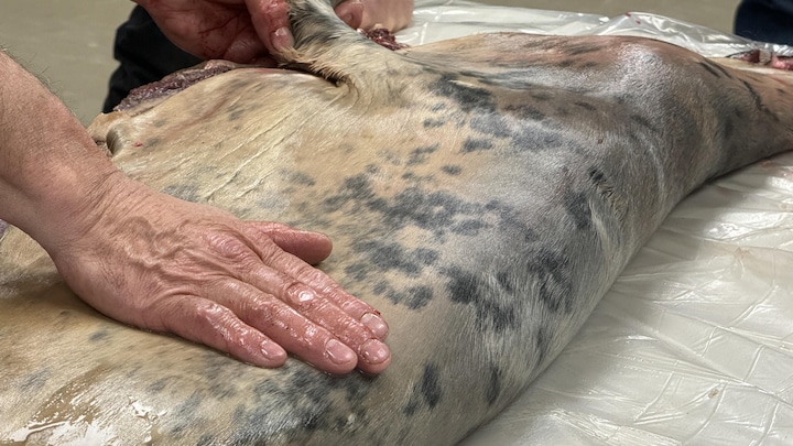 Deuxième vague de la récolte du phoque à Terre-Neuve-et-Labrador ...