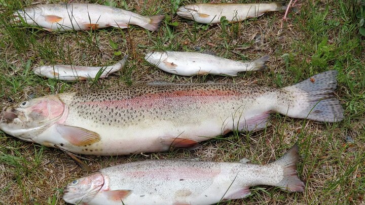 Étudier les poissons géants | OHdio | Radio-Canada