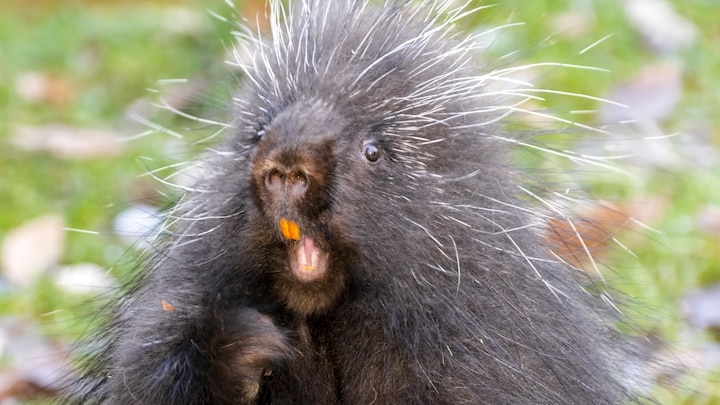 Segment animalier : le Porc-épic d’Amérique | OHdio | Radio-Canada