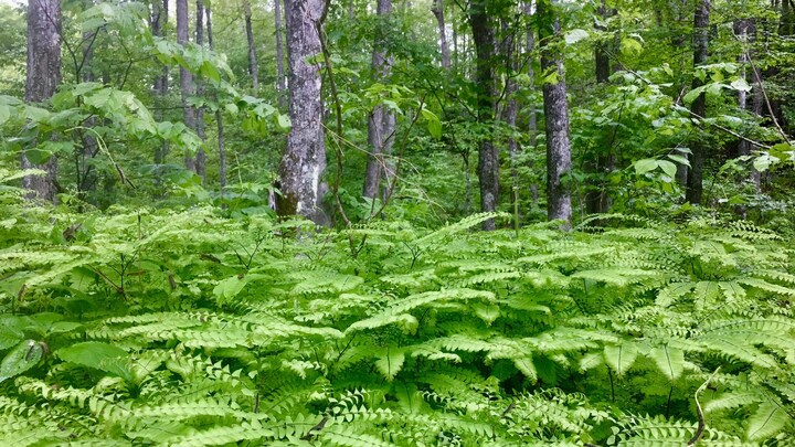 La forêt Kenauk devient un site d’enseignement pour les chercheurs de l ...