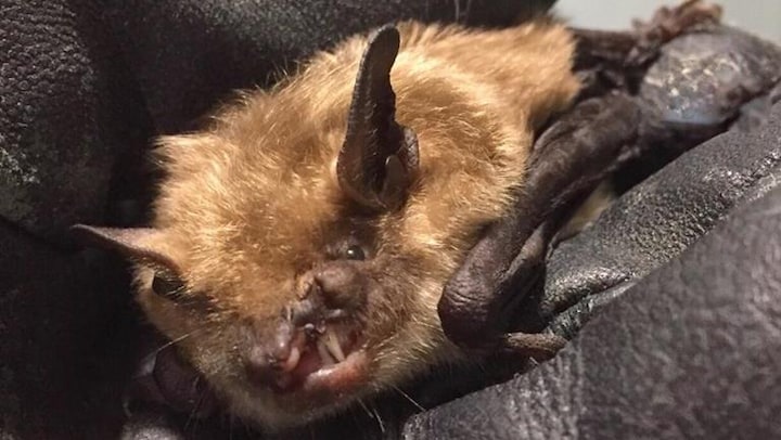 C’est la saison migratoire des chauves-souris | OHdio | Radio-Canada