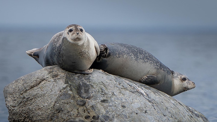 Revaloriser les produits du phoque | OHdio | Radio-Canada