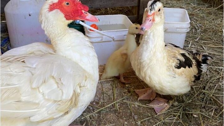 Changer son mode de vie pour diminuer le stress | OHdio | Radio-Canada