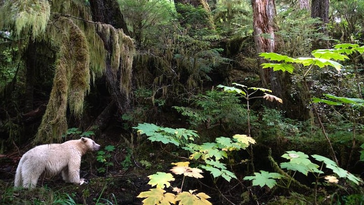 Photographier la mythique forêt pluviale du Grand Ours | OHdio | Radio ...