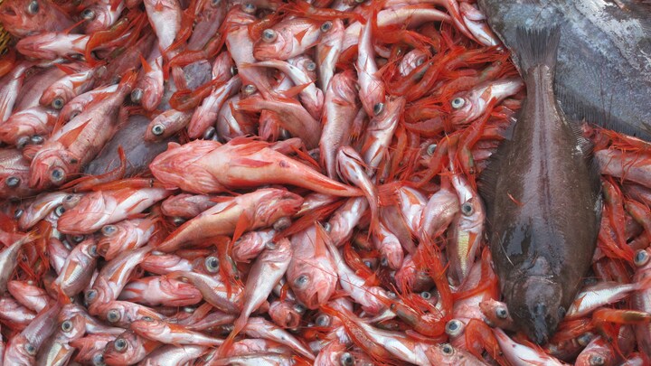 Comment mieux pêcher le sébaste ? | OHdio | Radio-Canada