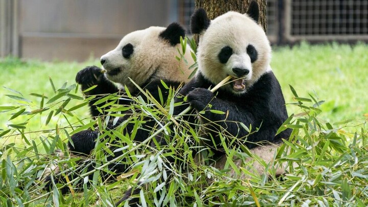 Les pandas de la réconciliation | OHdio | Radio-Canada