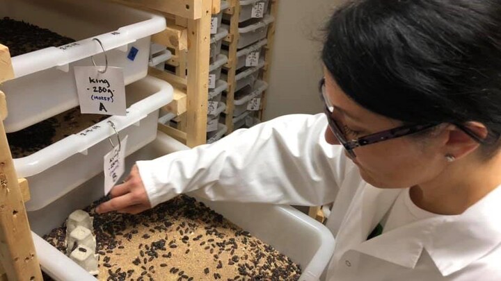 Faire de la farine à partir d'un élevage d'insectes en Beauce | OHdio ...