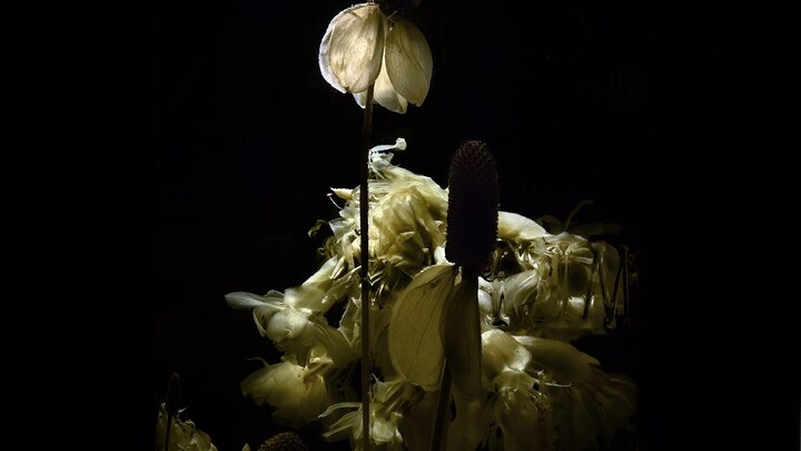 Exposition de Laura St. Pierre à Calgary | OHdio | Radio-Canada