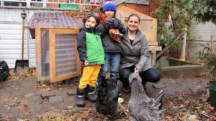 Quoi faire avec ses poules urbaines cet hiver? | OHdio | Radio-Canada