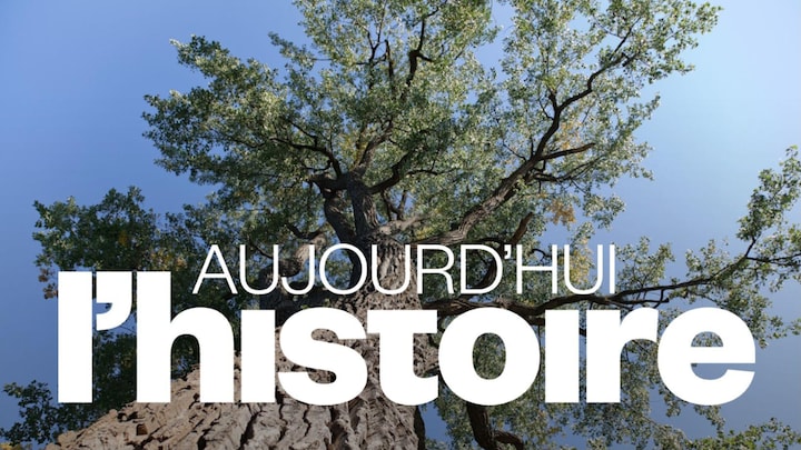 L’orme d’Amérique, cet arbre majestueux presque disparu | OHdio | Radio ...