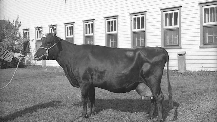 Vache, poule, cheval : le patrimoine animalier du Québec | OHdio ...