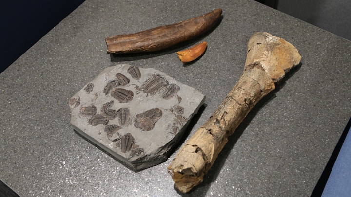 À qui appartiennent les fossiles? | OHdio | Radio-Canada