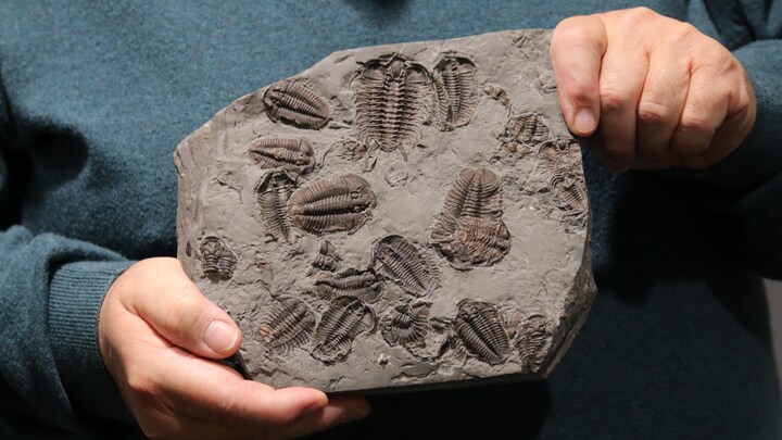 À qui appartiennent les fossiles? | OHdio | Radio-Canada