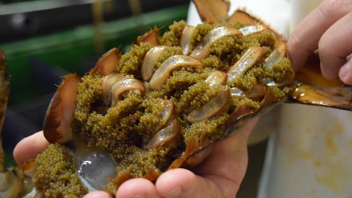 La pouponnière de homards qui veut repeupler la Gaspésie