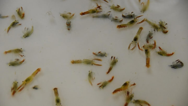 La pouponnière de homards qui veut repeupler la Gaspésie