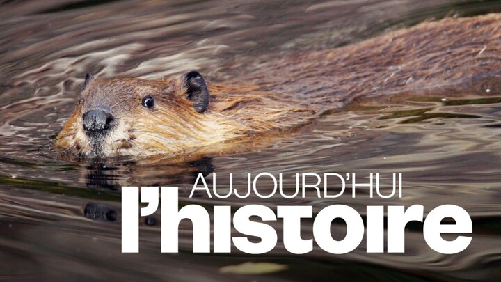 Le castor, symbole officiel du Canada depuis 50 ans