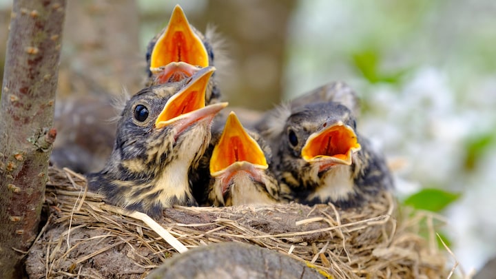 Découvrir la nature : oisillons hors du nid? | OHdio | Radio-Canada